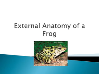 External anatomy of a frog