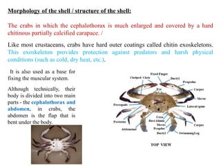 External anatomy of crab.pptx crab morphology | PPTX