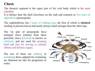 External anatomy of crab.pptx crab morphology | PPTX