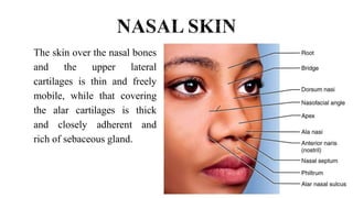 EXTERNAL ANATOMY OF NOS by dr gangaE .pptx