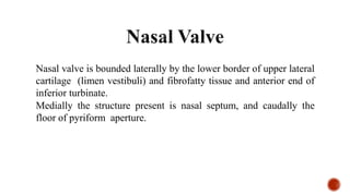 EXTERNAL ANATOMY OF NOS by dr gangaE .pptx