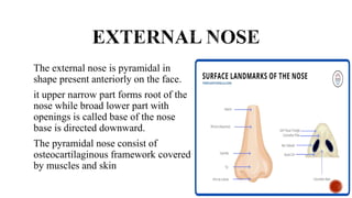 EXTERNAL ANATOMY OF NOS by dr gangaE .pptx