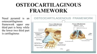 EXTERNAL ANATOMY OF NOS by dr gangaE .pptx