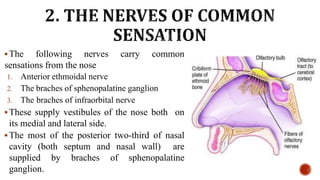 EXTERNAL ANATOMY OF NOS by dr gangaE .pptx
