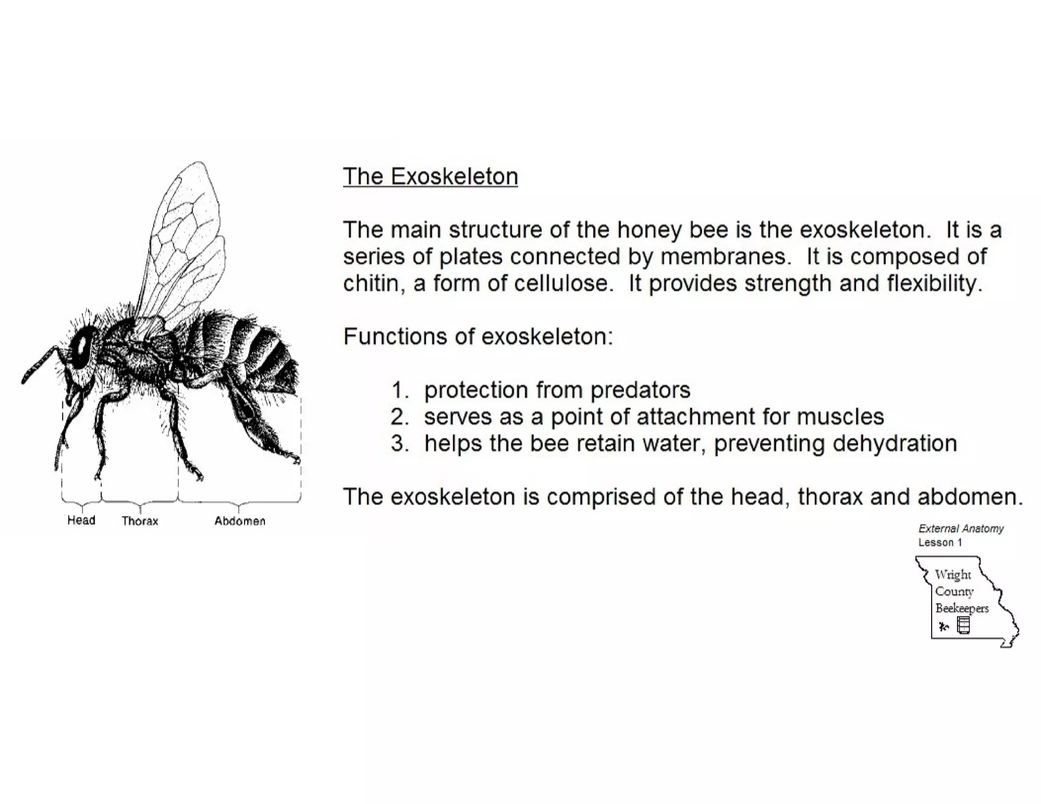 External anatomy of the honey bee | PDF