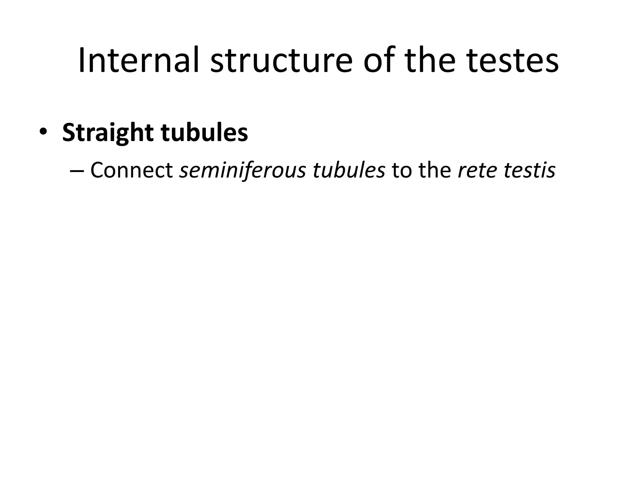 External and internal structure of testes | PPTX