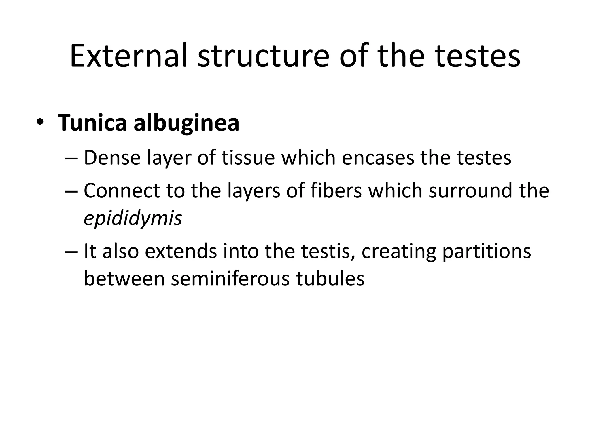 External and internal structure of testes | PPTX