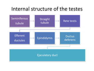 External and internal structure of testes | PPTX