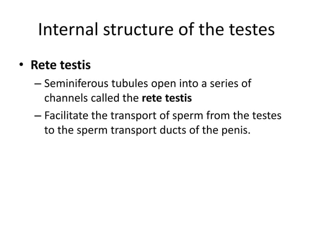 External and internal structure of testes | PPTX | Reproductive Health ...
