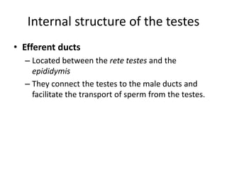 External and internal structure of testes | PPTX