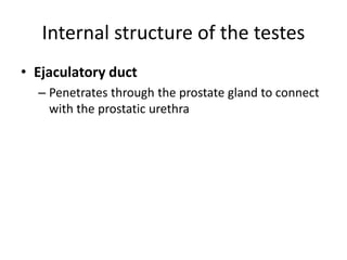 External and internal structure of testes | PPTX