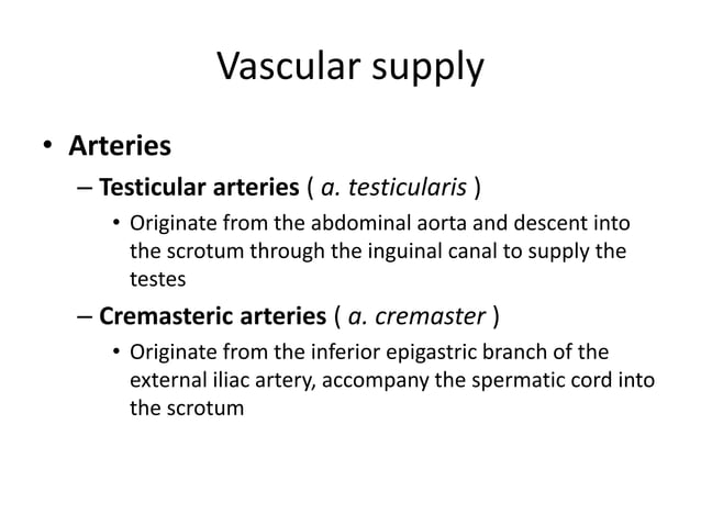 External and internal structure of testes | PPTX | Reproductive Health ...