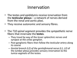 External and internal structure of testes | PPTX