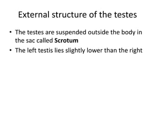 External and internal structure of testes | PPTX