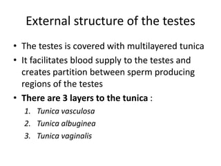 External and internal structure of testes | PPTX