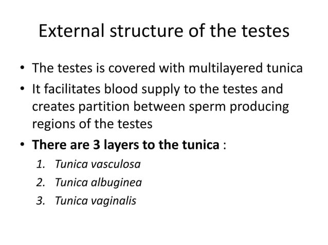 External and internal structure of testes | PPT