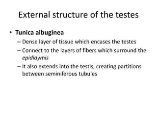 External and internal structure of testes | PPTX