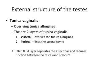 External and internal structure of testes | PPTX