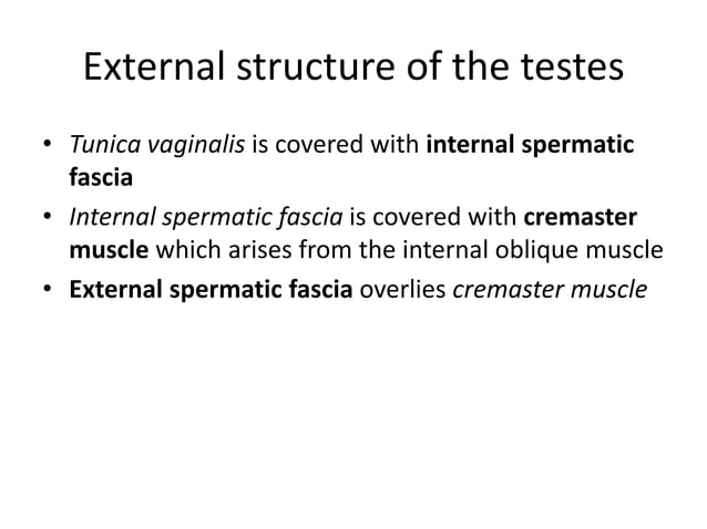 External and internal structure of testes | PPTX | Reproductive Health ...