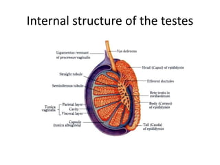 External and internal structure of testes | PPTX