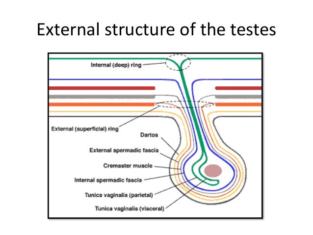 Testes Anatomy