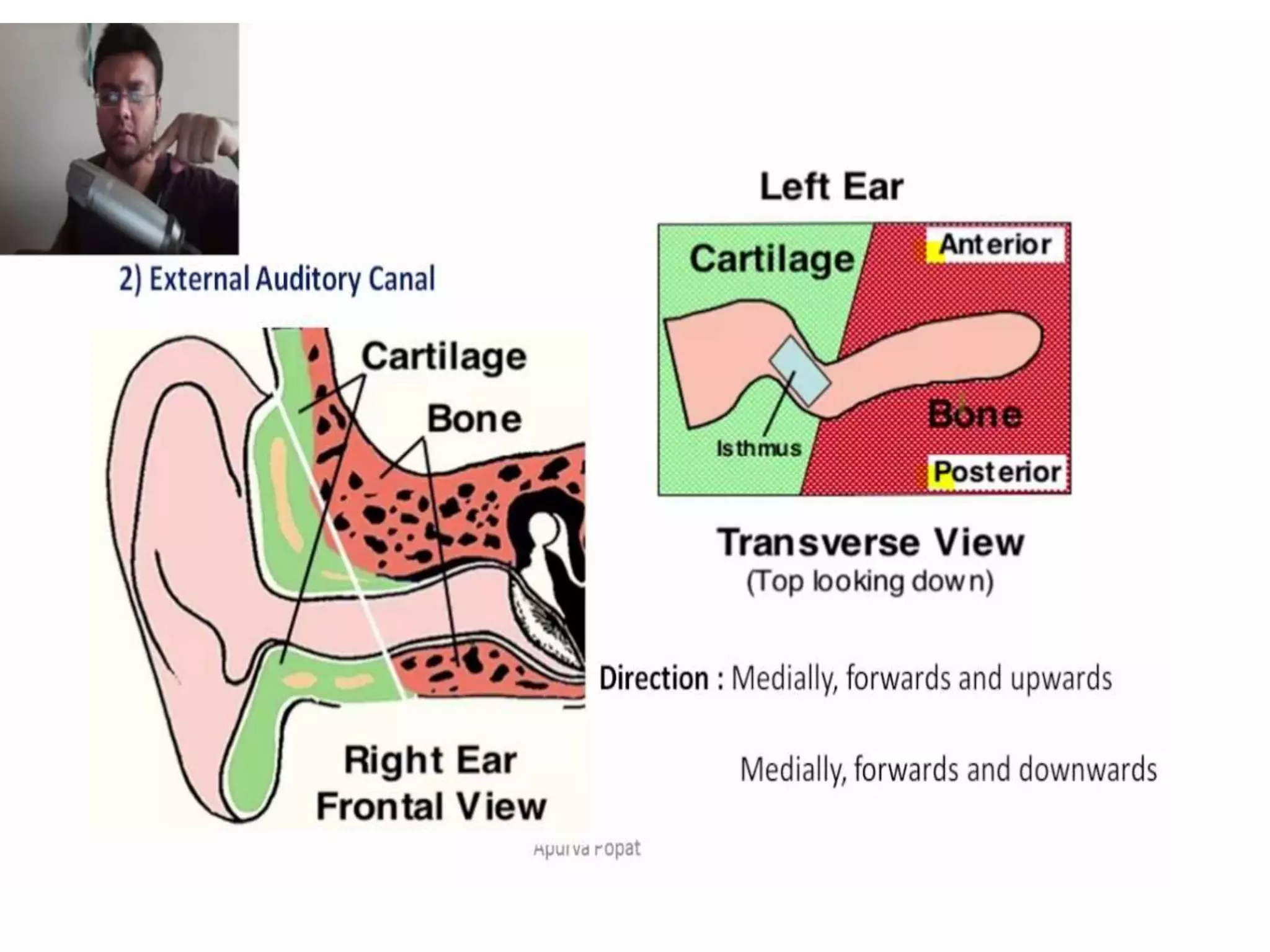 External auditory canal | PPTX