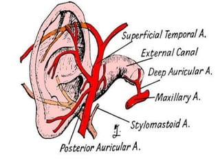 External auditory canal | PPTX