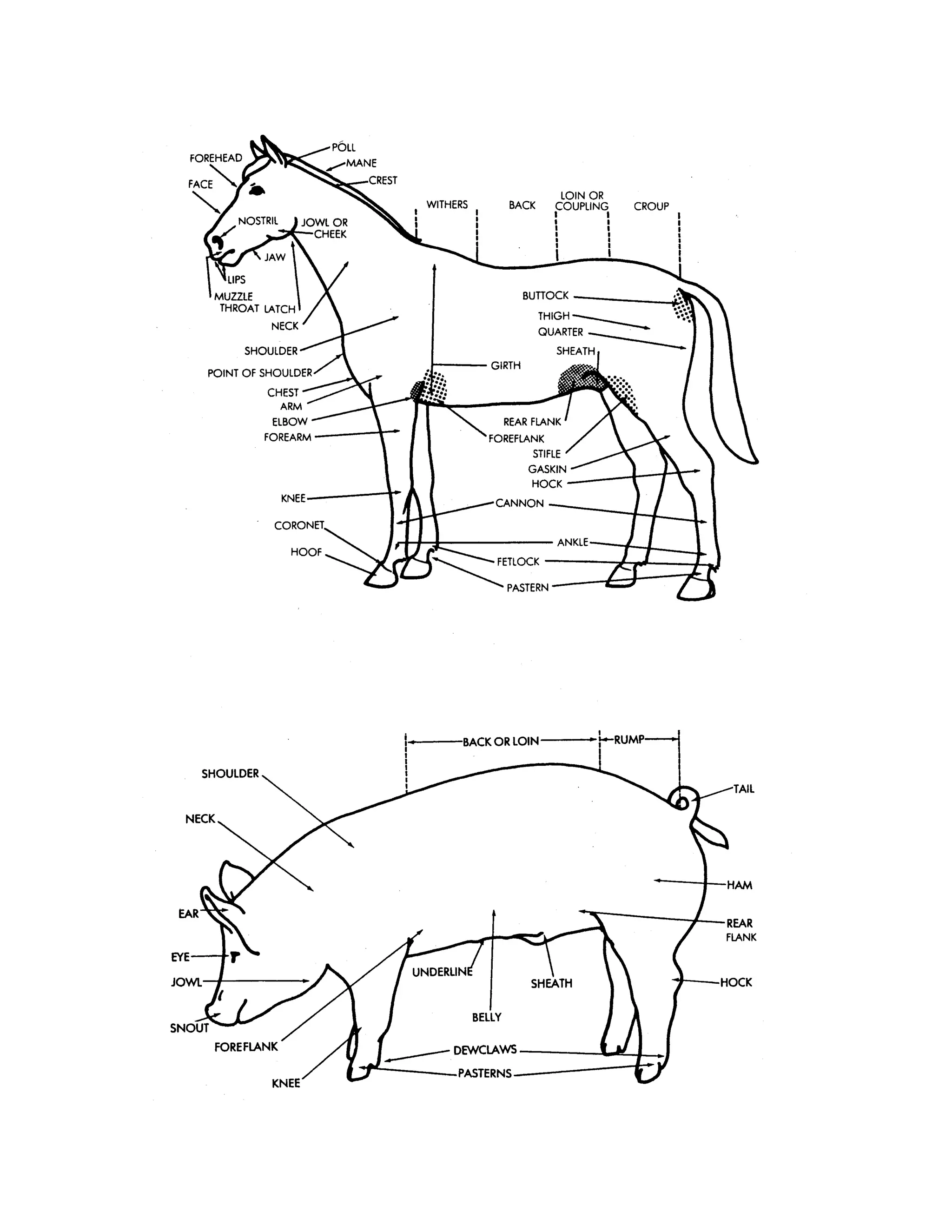 External body parts key | PDF