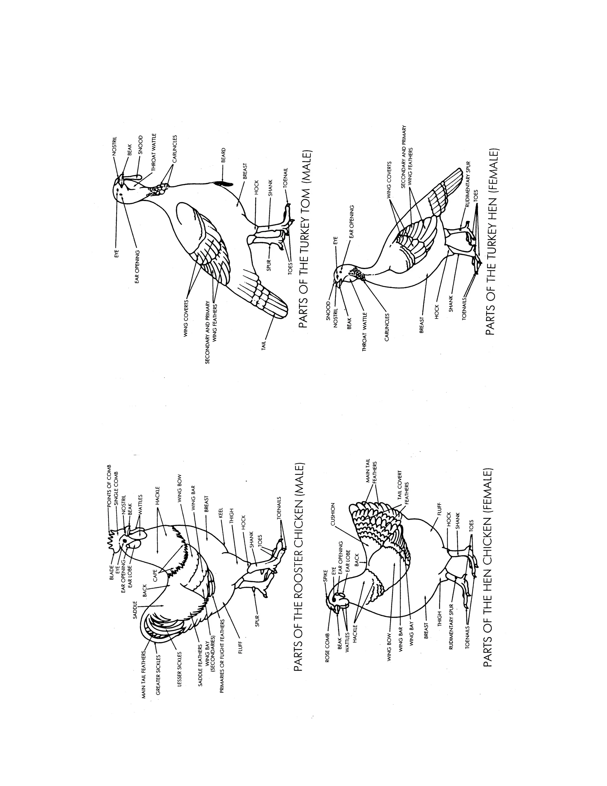 External body parts key | PDF