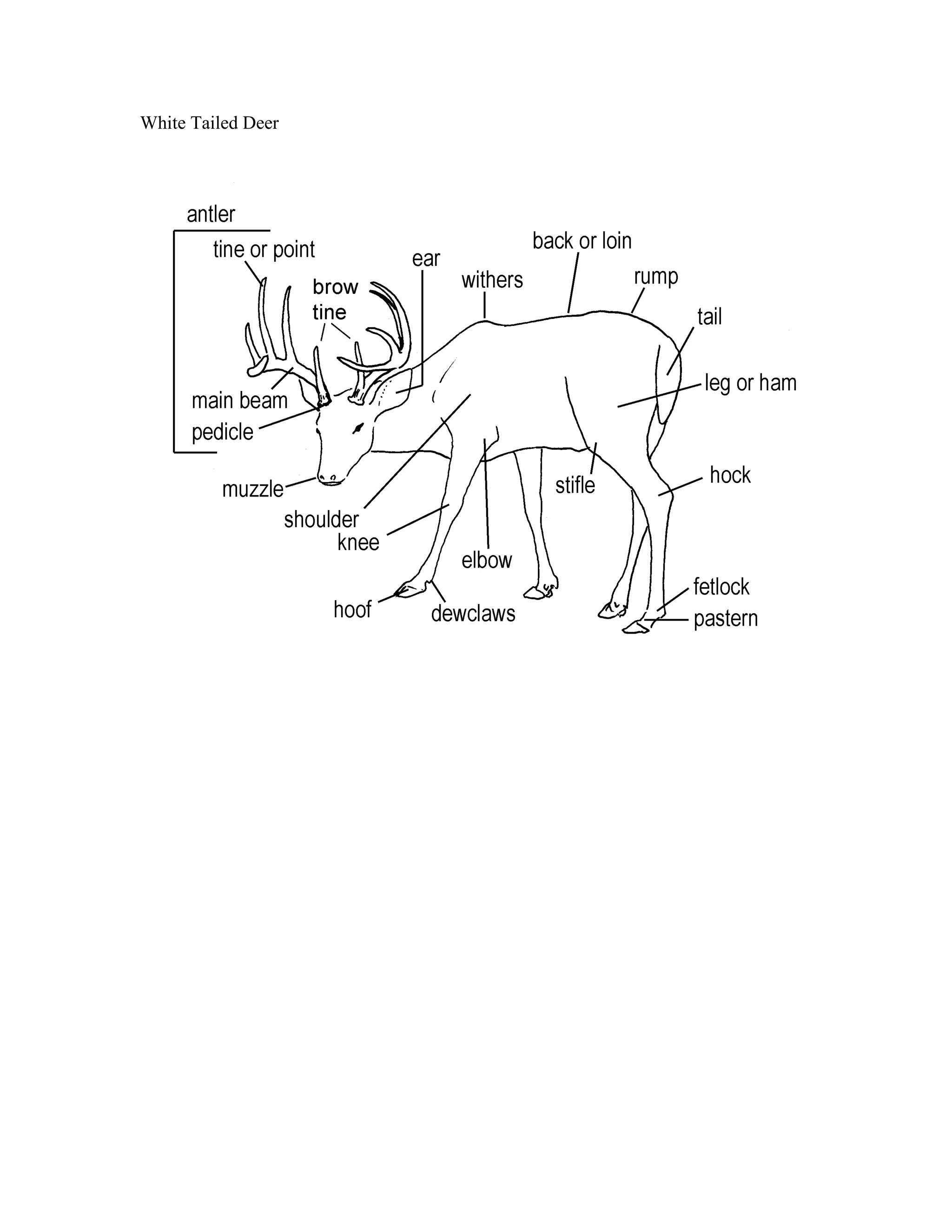 External body parts key | PDF
