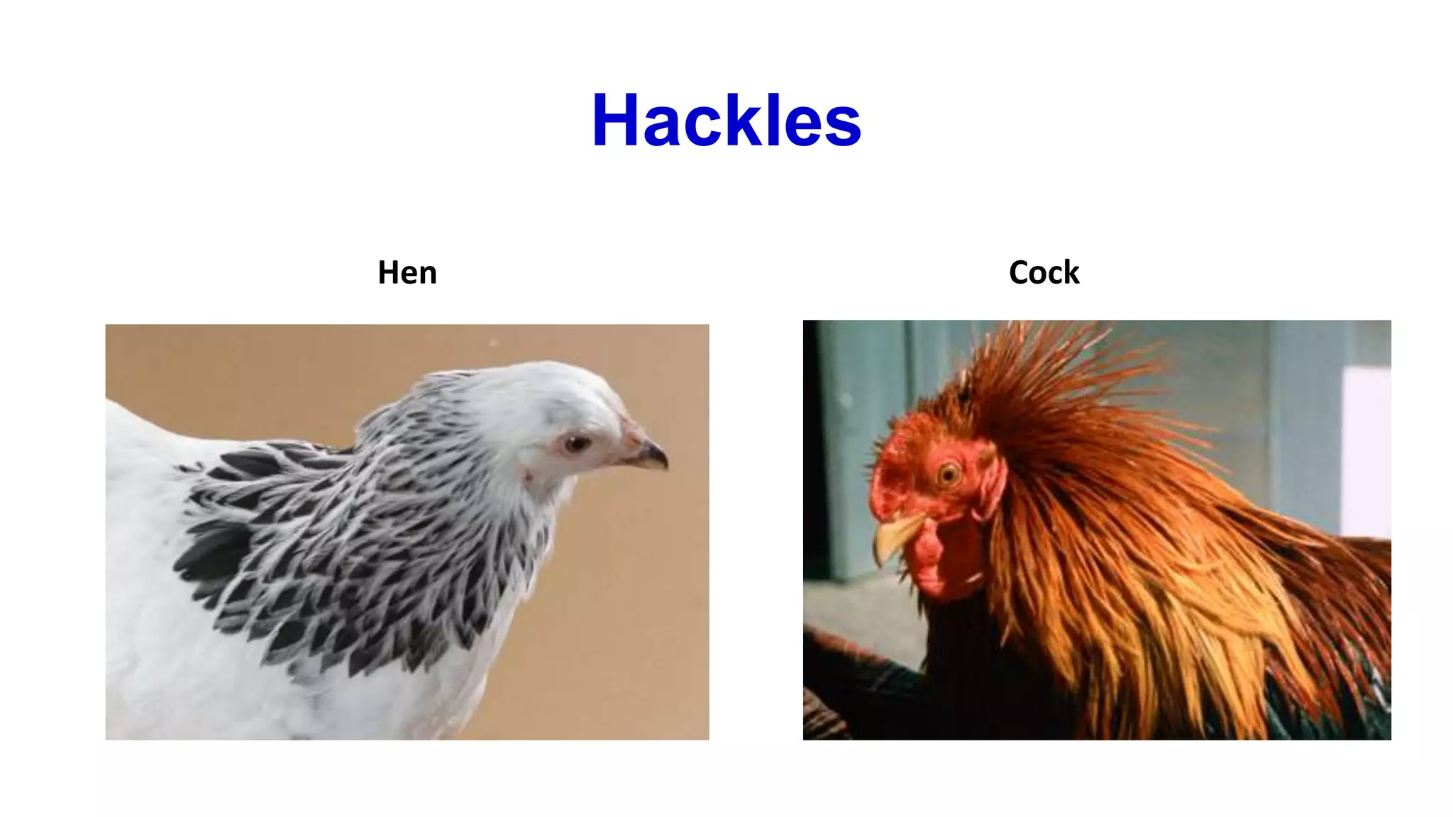 External Body Parts of Chicken | PPSX