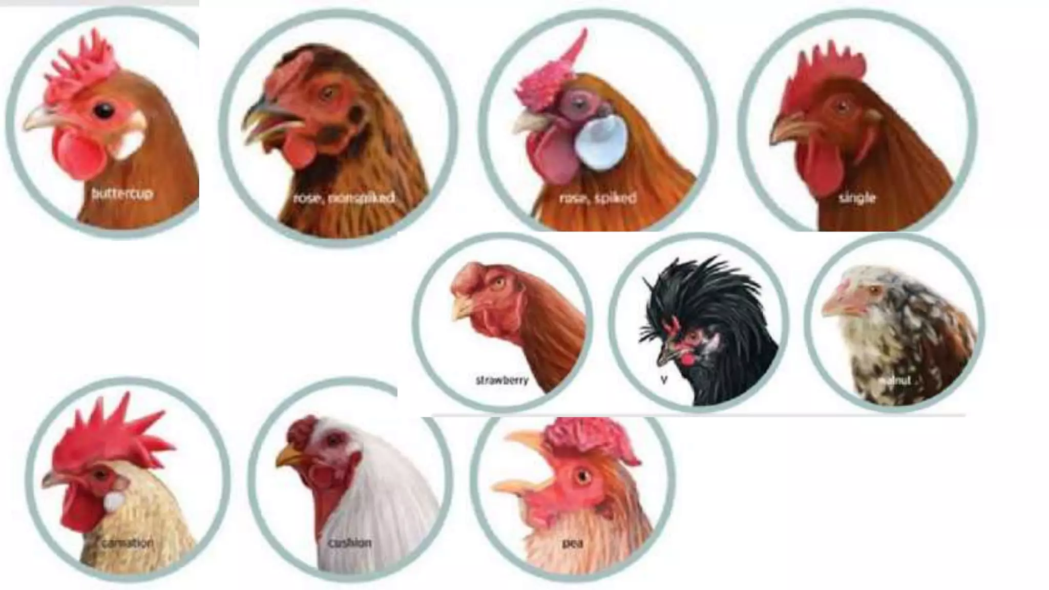 External Body Parts of Chicken | PPSX