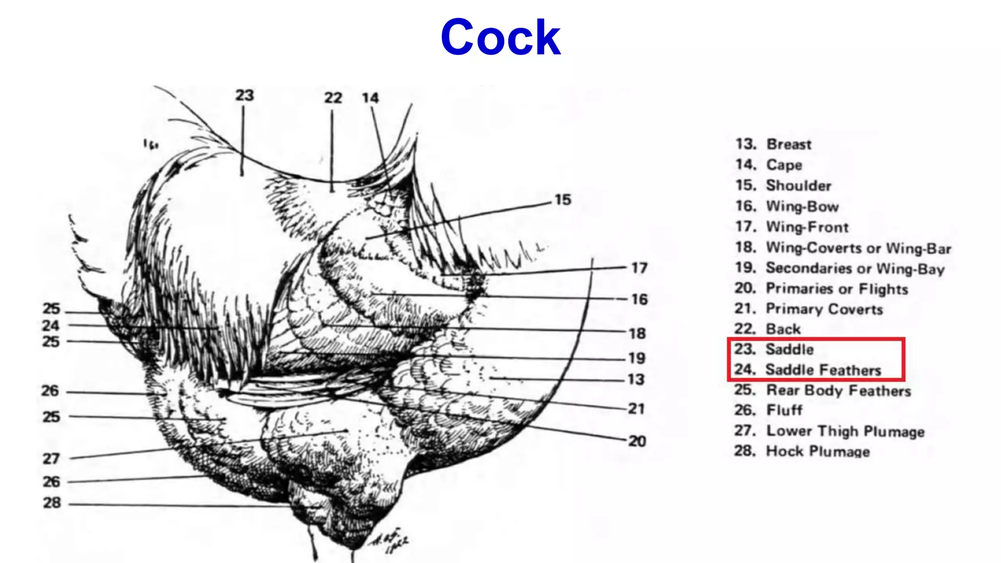 External Body Parts Of Chicken Ppt