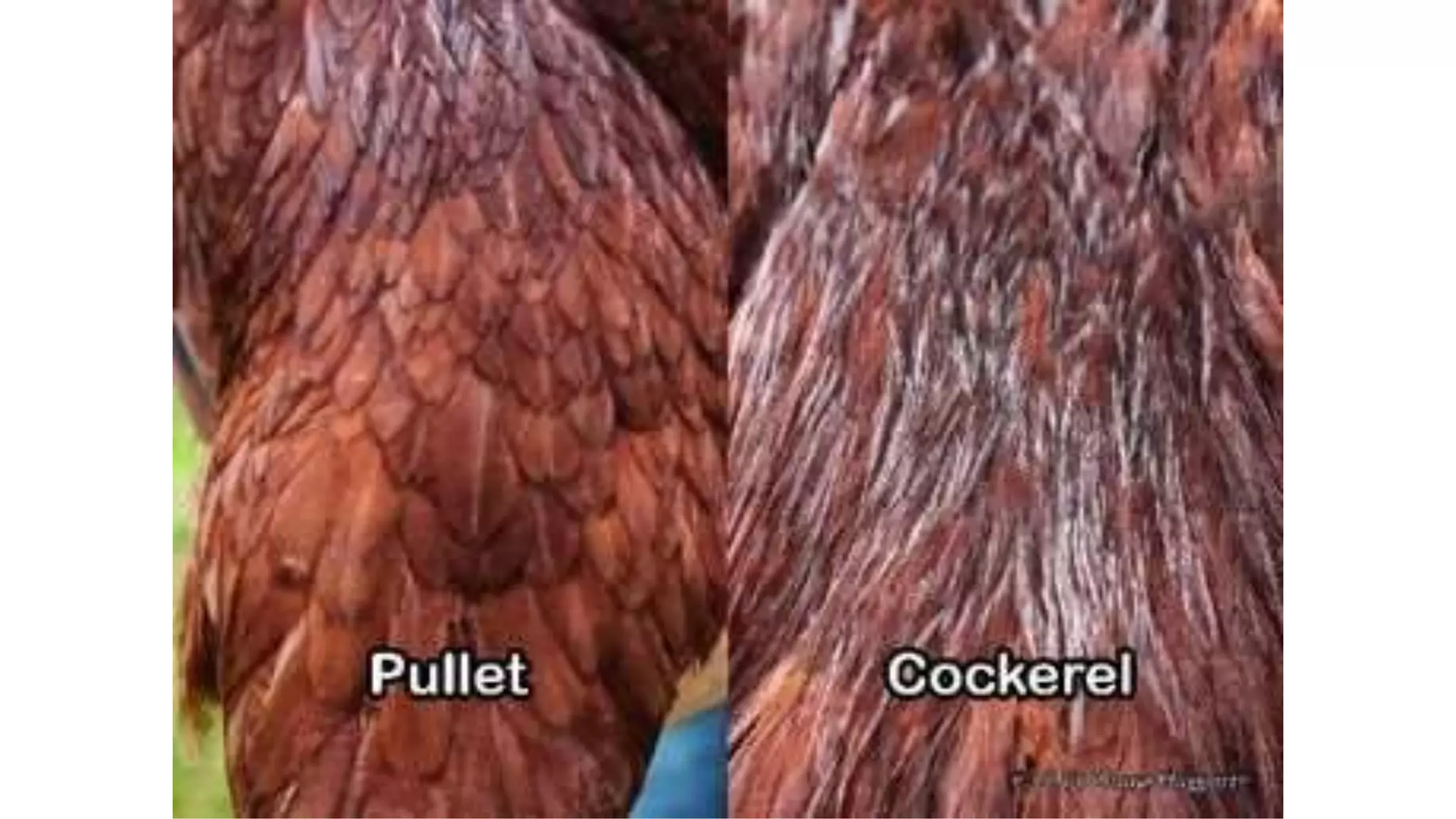 External Body Parts of Chicken | PPSX