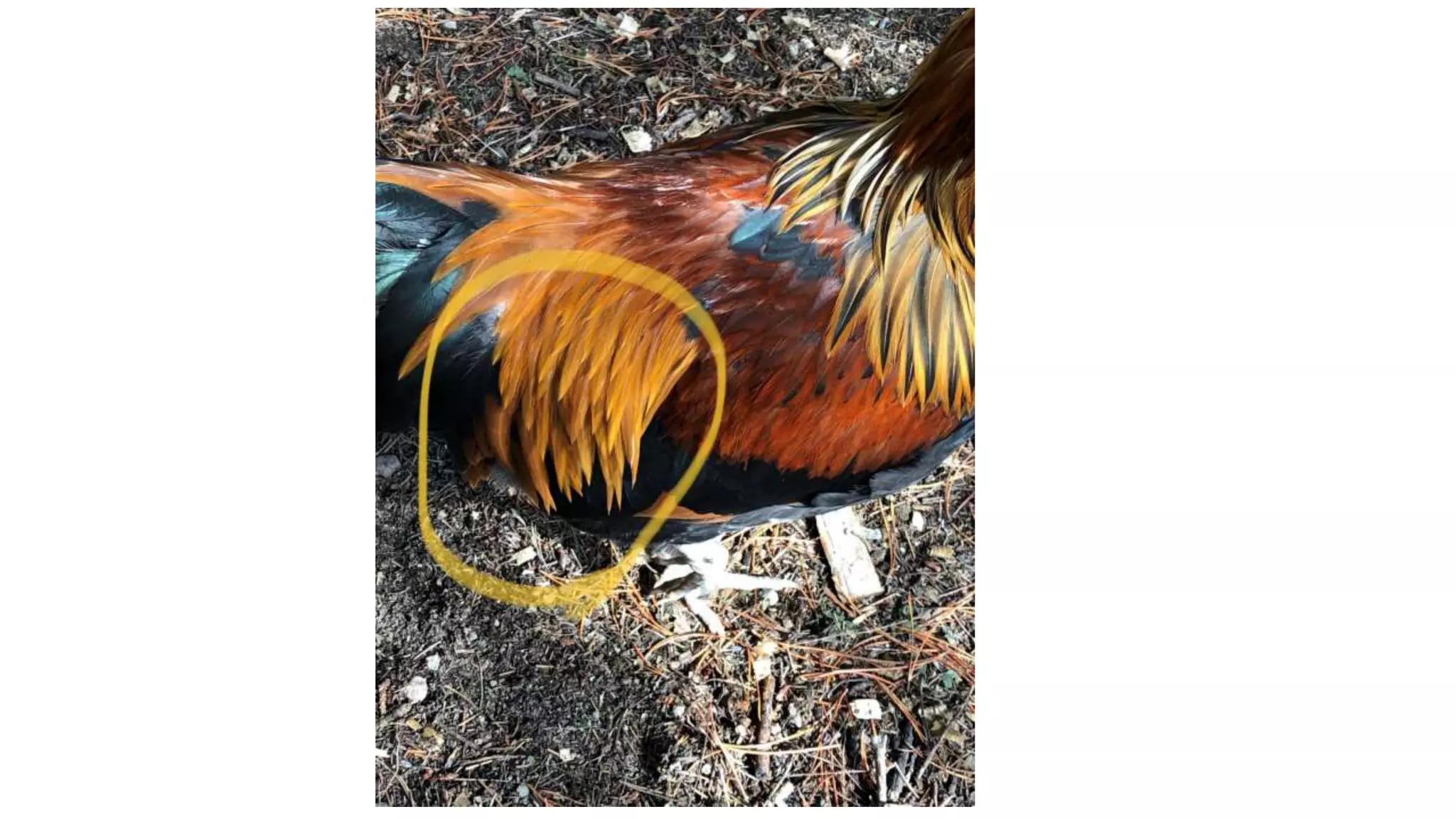 External Body Parts of Chicken | PPSX