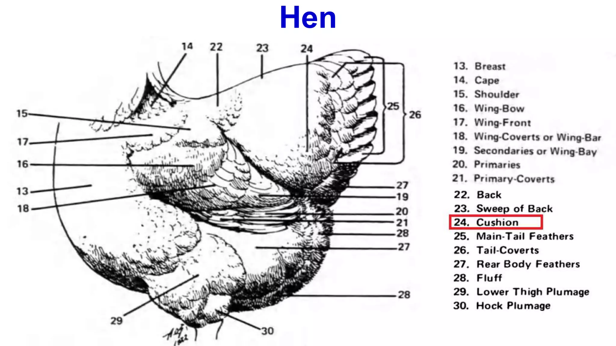 External Body Parts Of Chicken Ppt