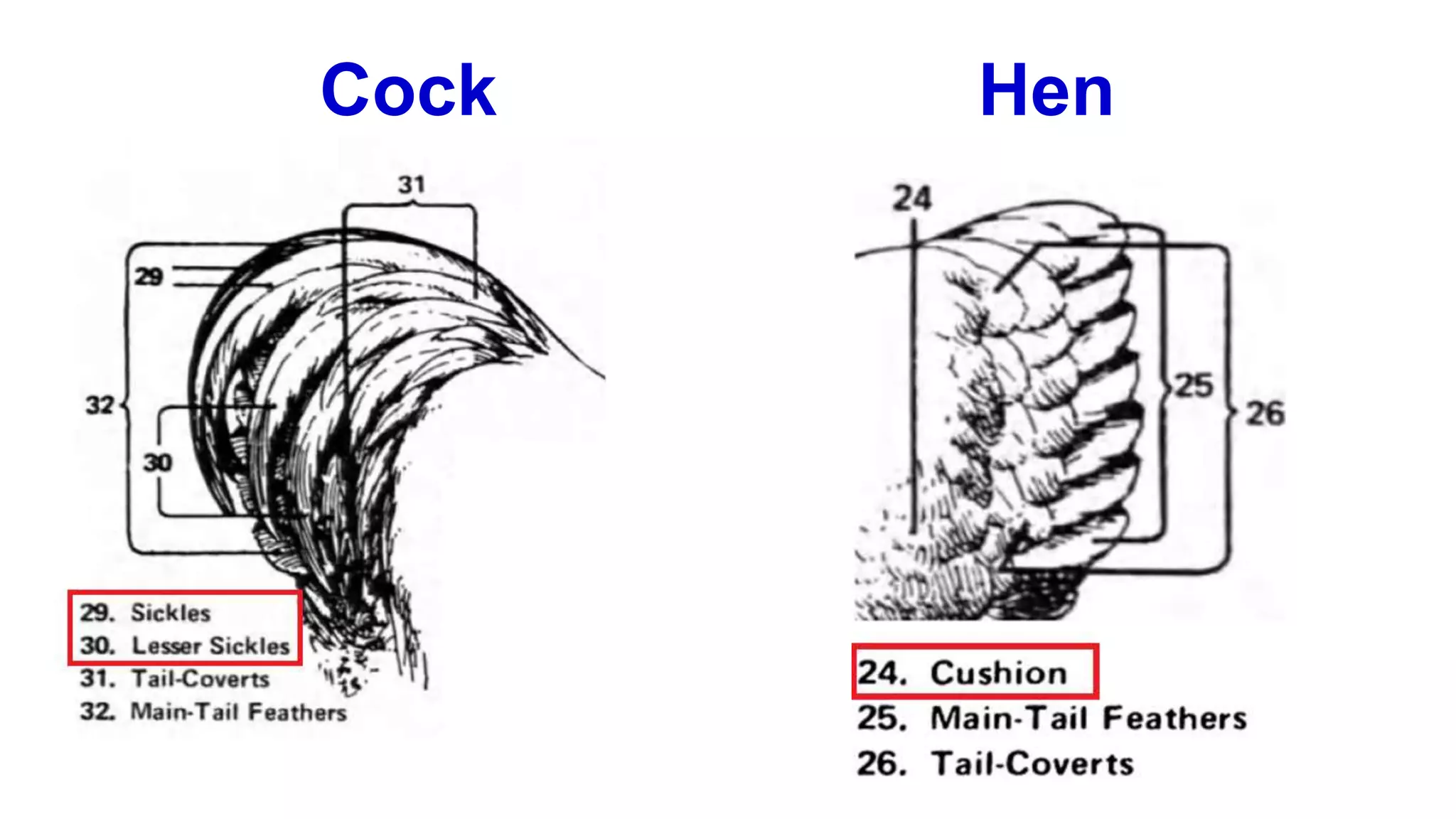 External Body Parts Of Chicken Ppt