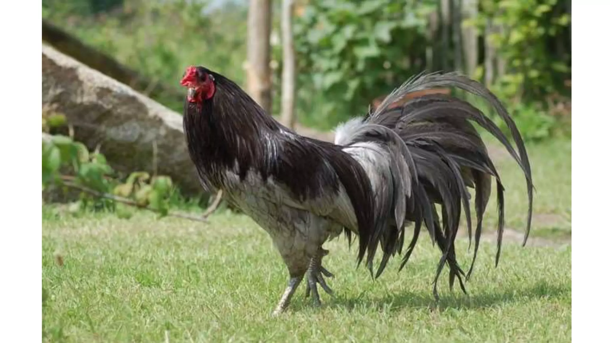 External Body Parts Of Chicken Ppt