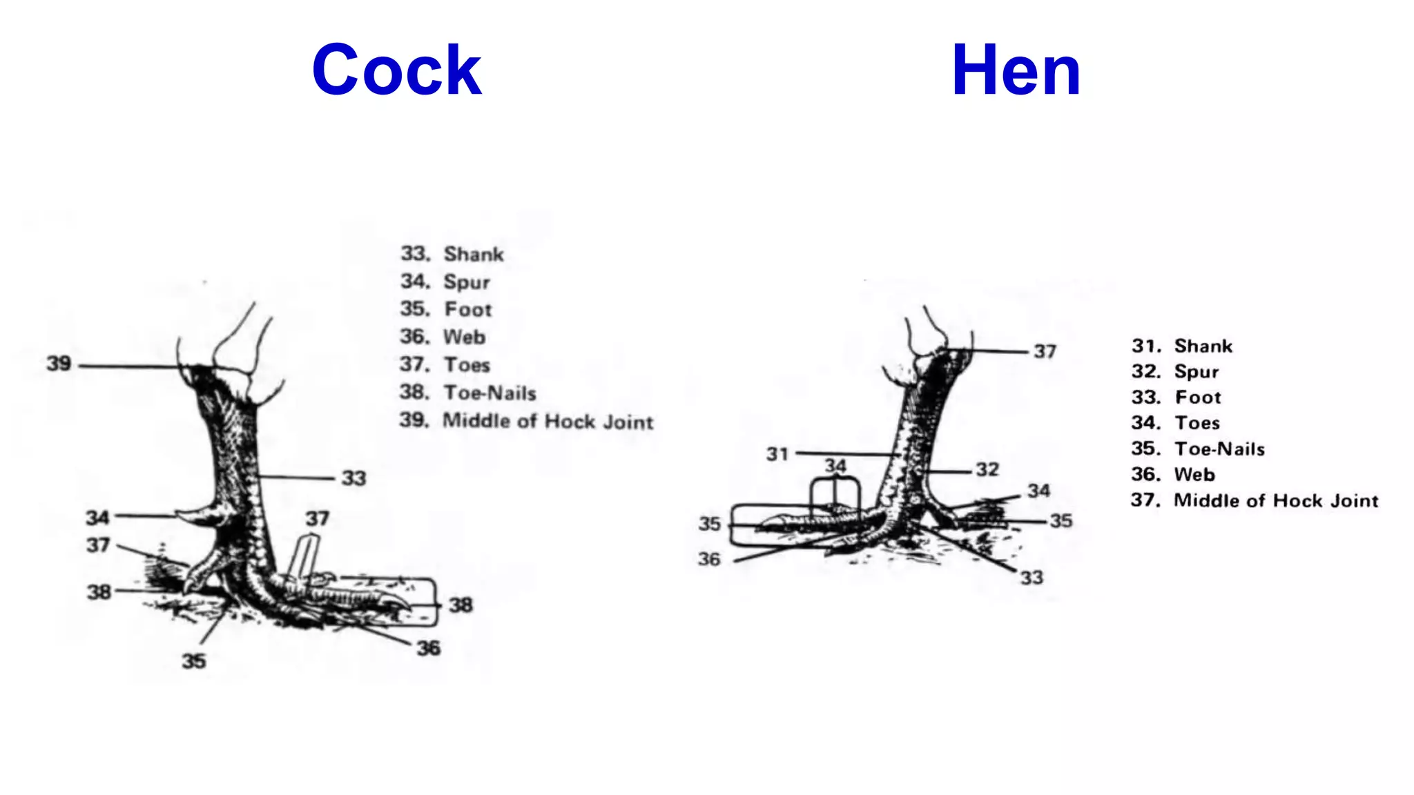 External Body Parts Of Chicken Ppt