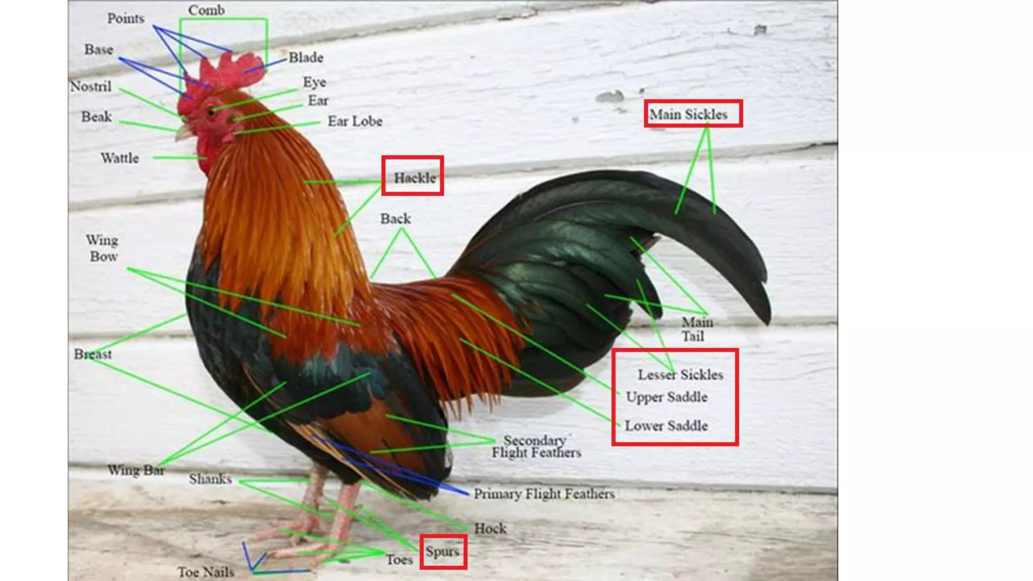 External Body Parts of Chicken | PPSX