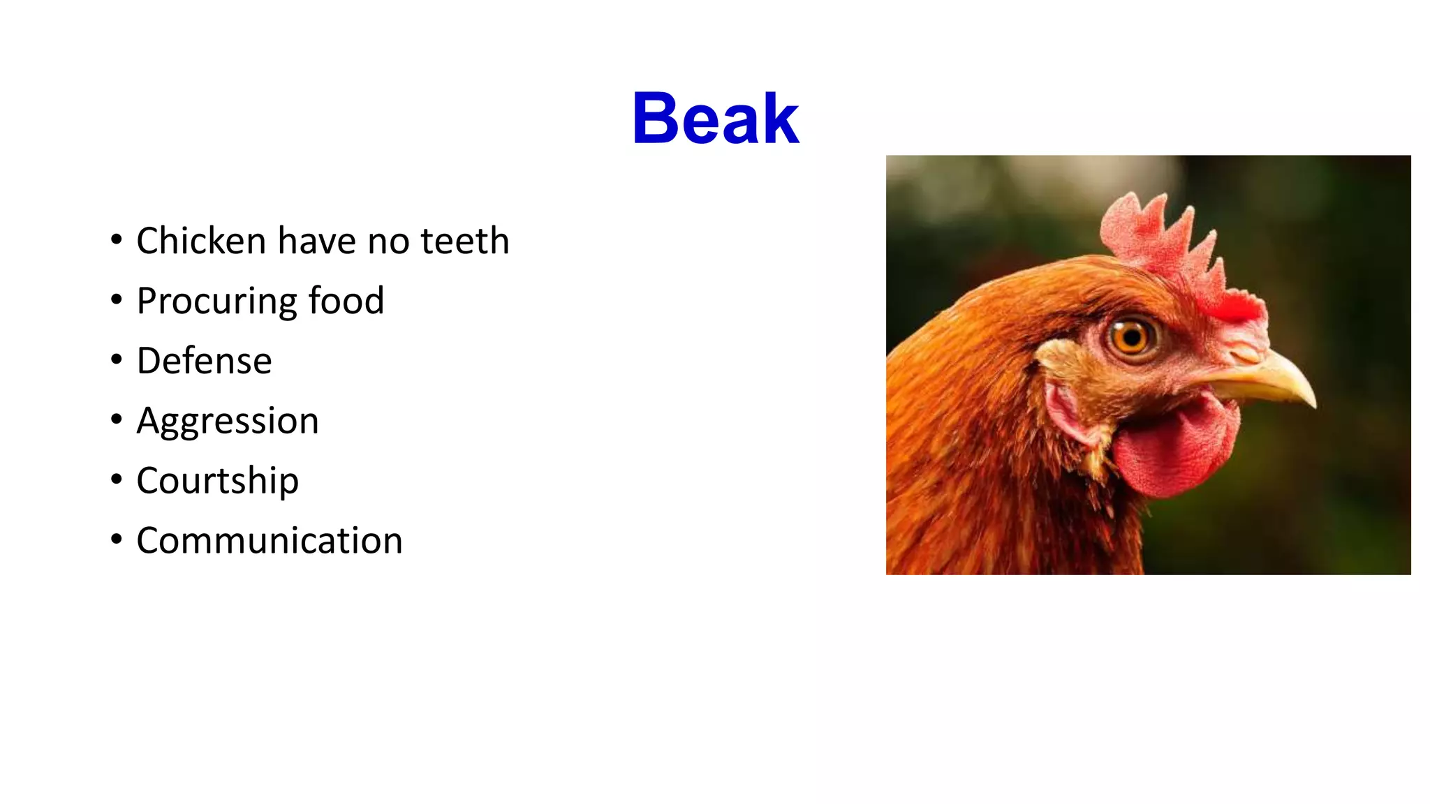 External Body Parts Of Chicken Ppt