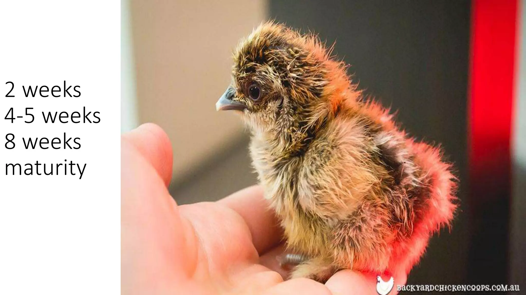 External Body Parts of Chicken | PPSX