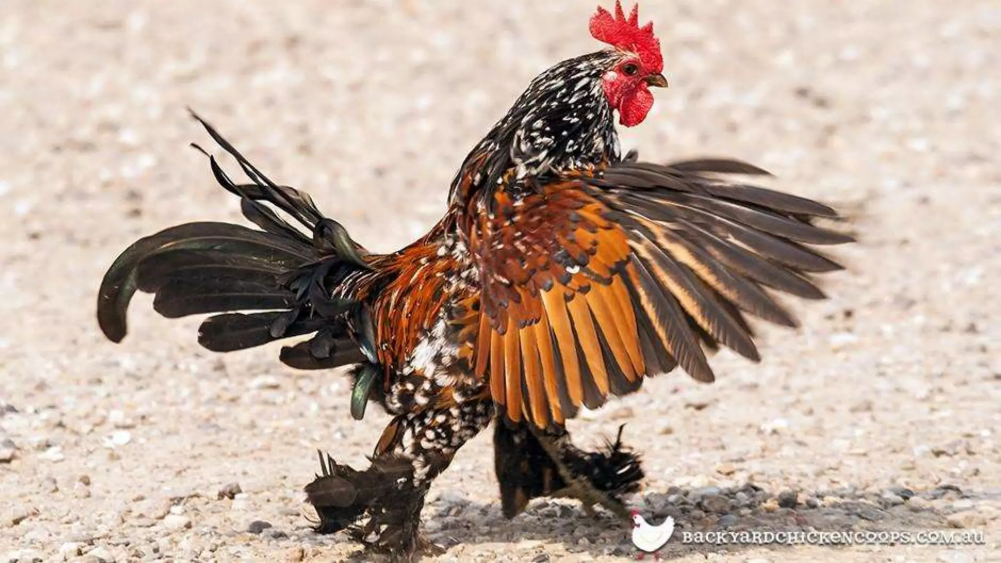 External Body Parts of Chicken | PPSX