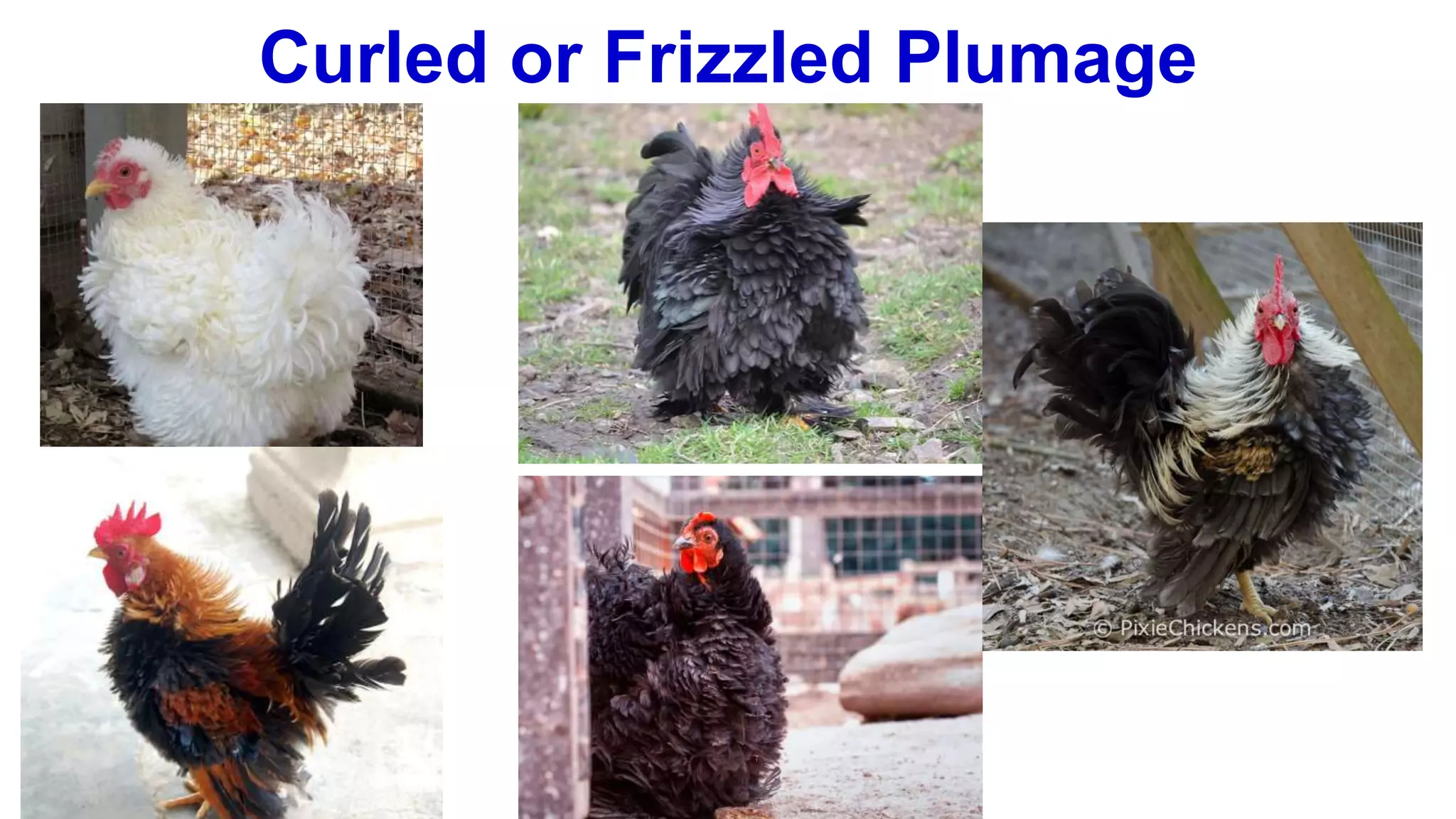 External Body Parts of Chicken | PPSX