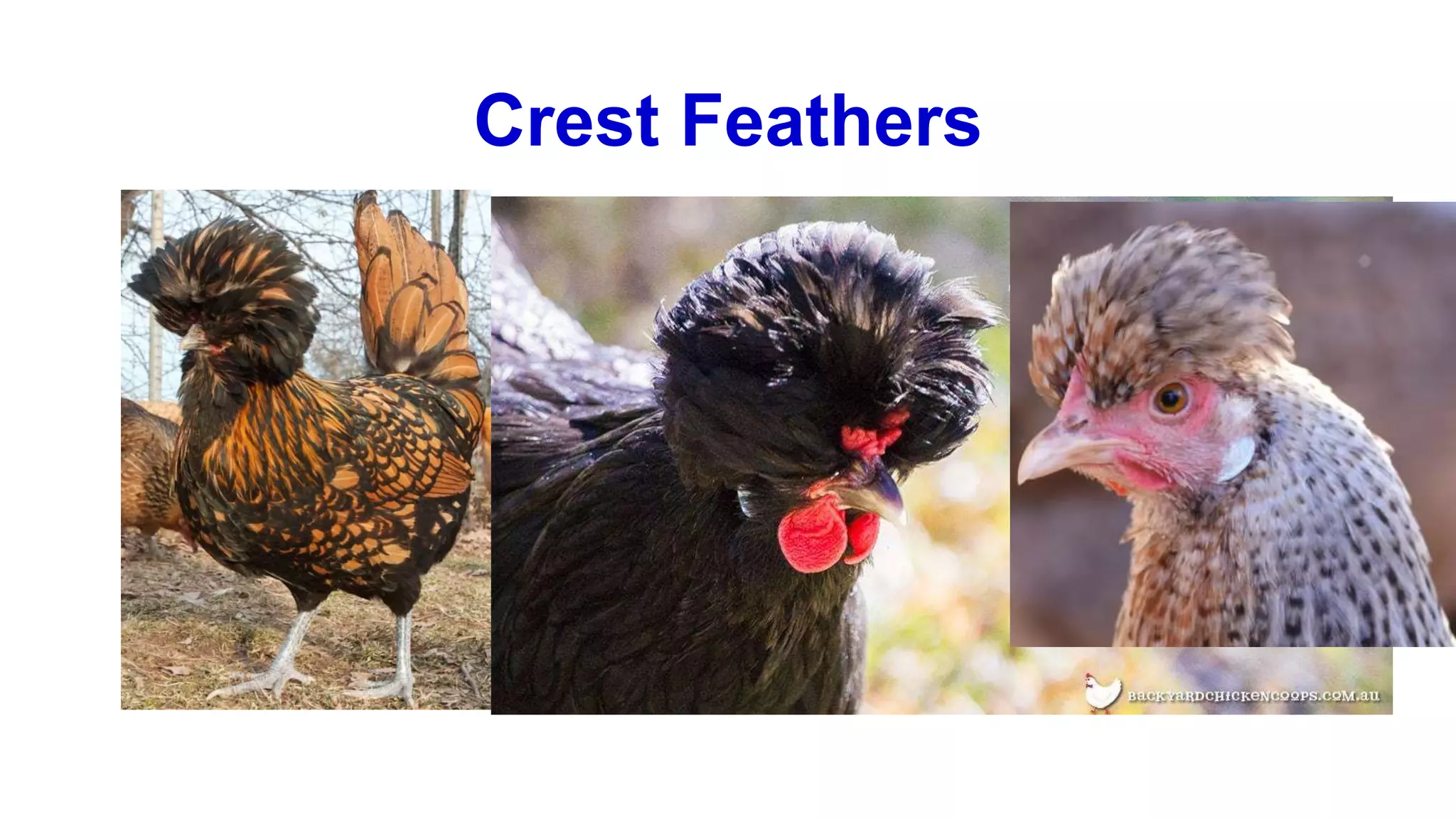 External Body Parts of Chicken | PPSX