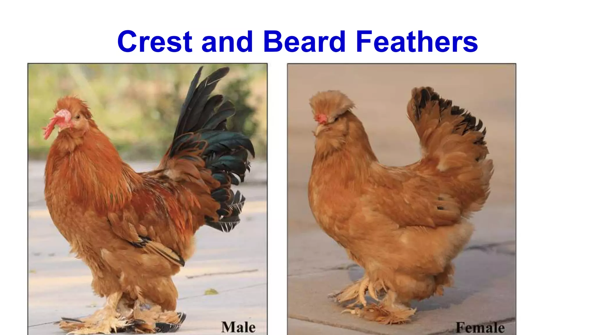 External Body Parts of Chicken | PPSX