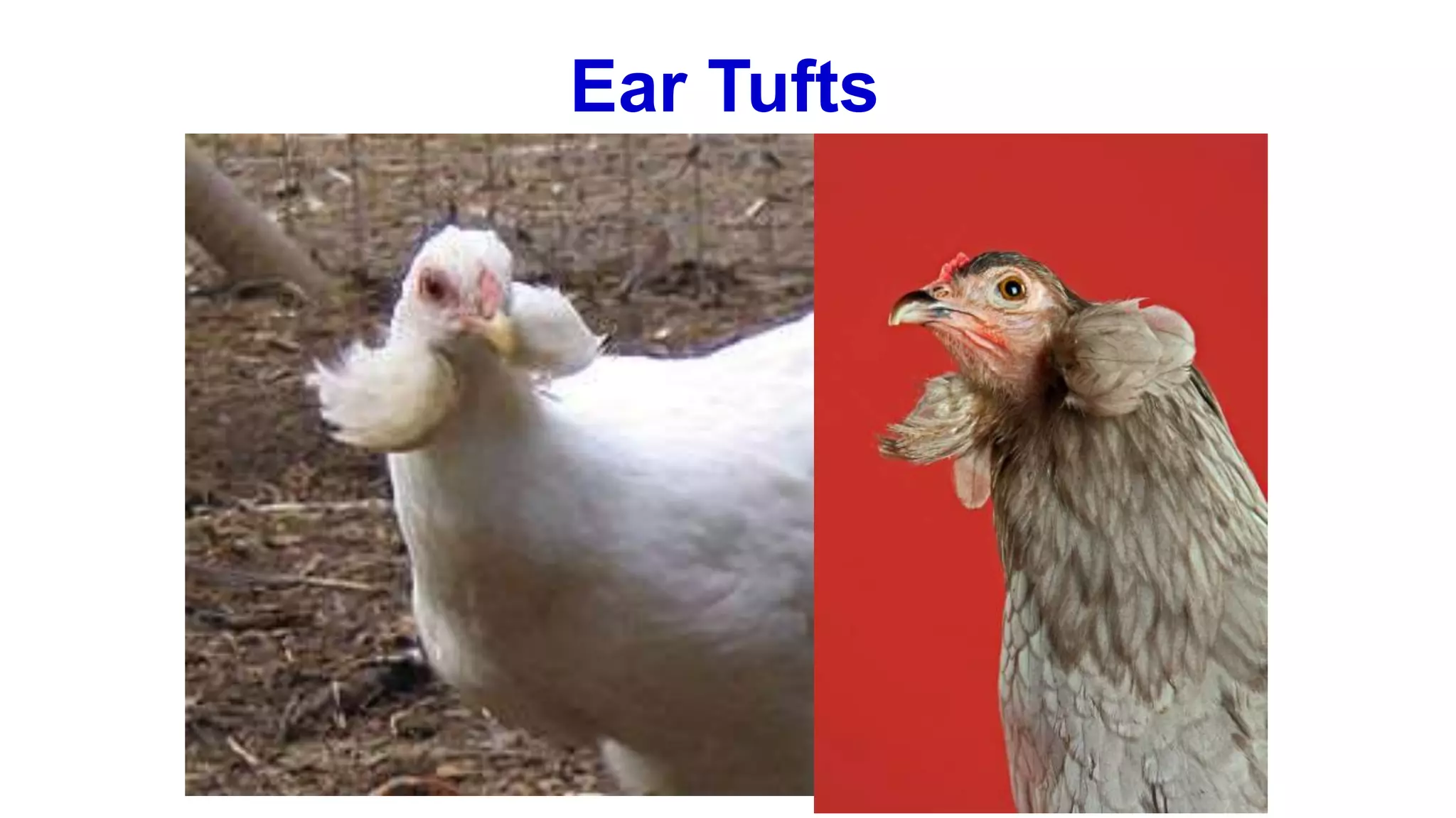 External Body Parts of Chicken | PPSX