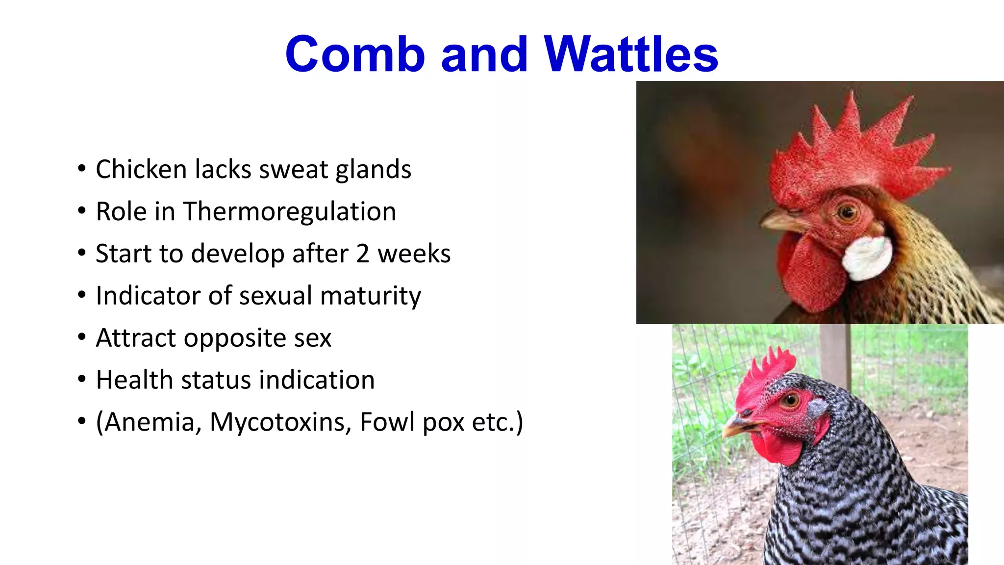 External Body Parts of Chicken | PPSX