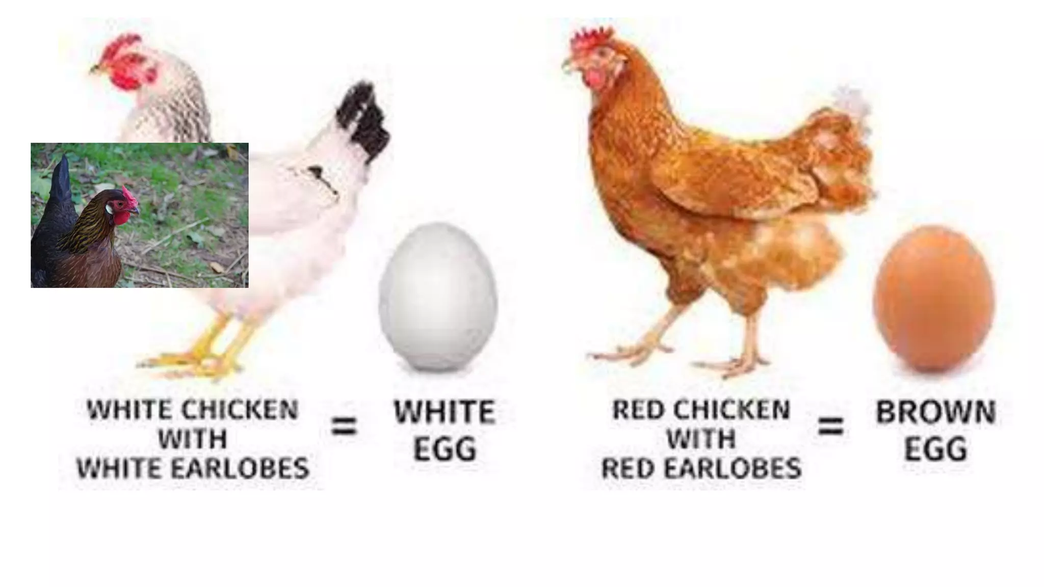 External Body Parts of Chicken | PPSX