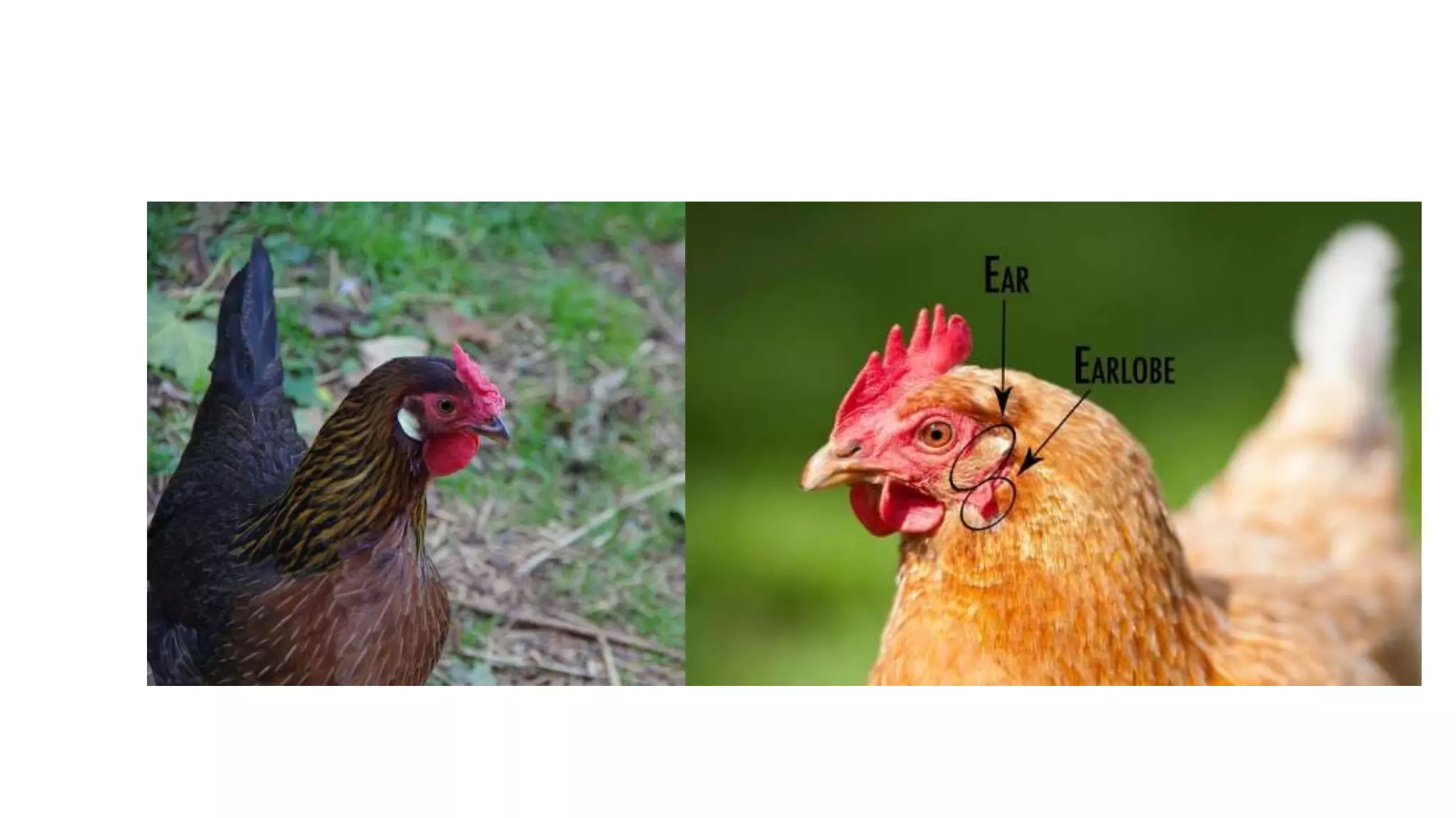 External Body Parts of Chicken | PPSX